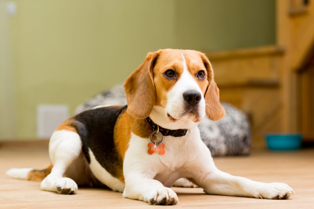Tudo o que deve saber sobre o Beagle - Casotas e Companhia