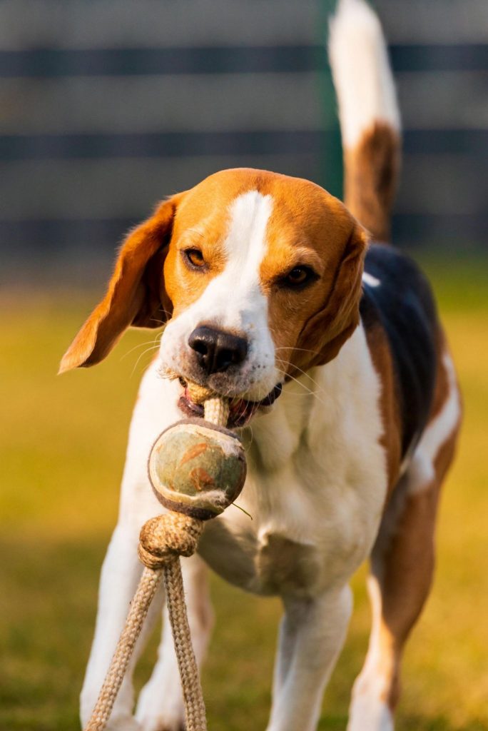 Tudo o que deve saber sobre o Beagle - Casotas e Companhia