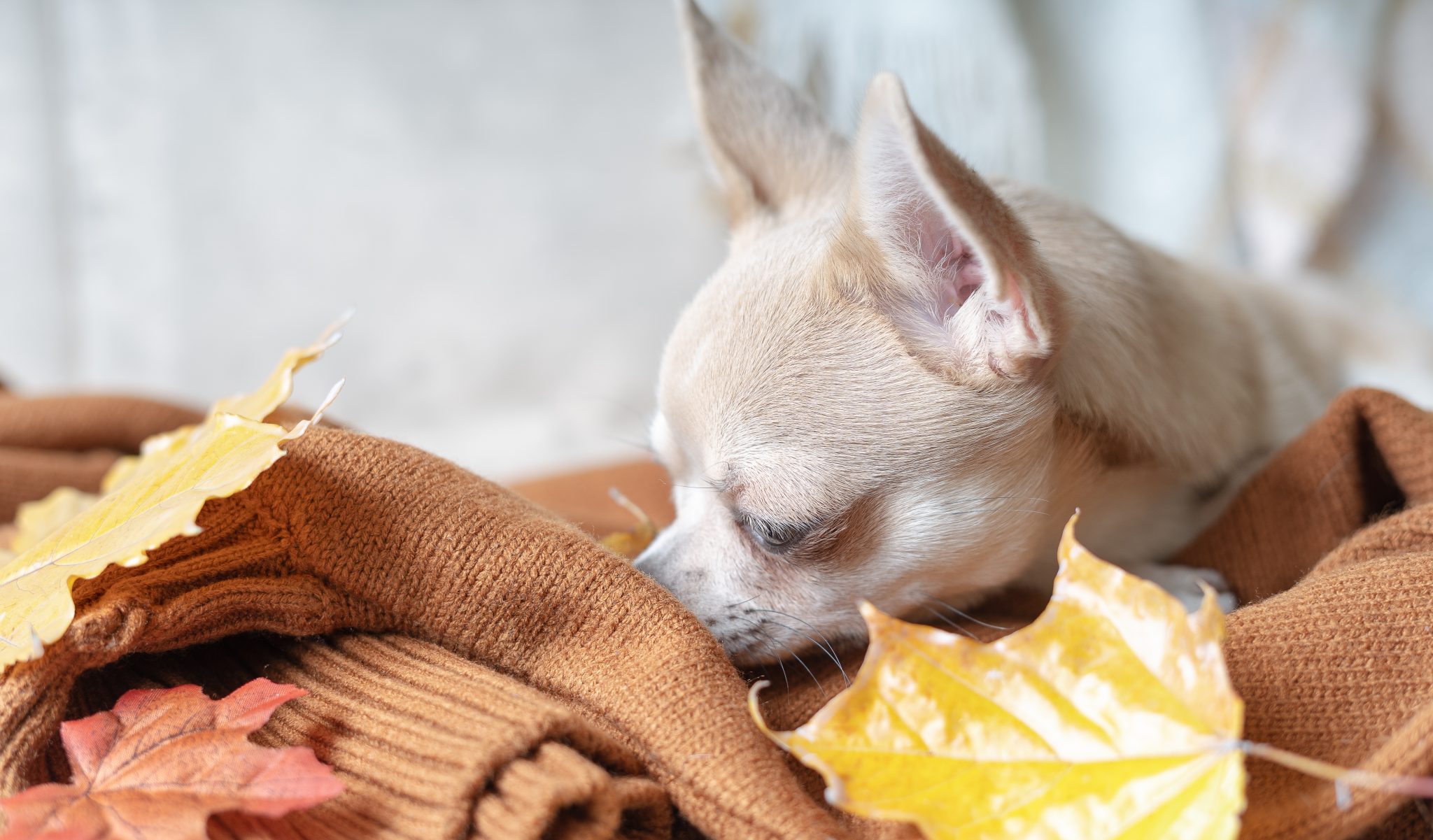 6 Dicas para Proteger o seu Cão do Frio - Casotas e Companhia